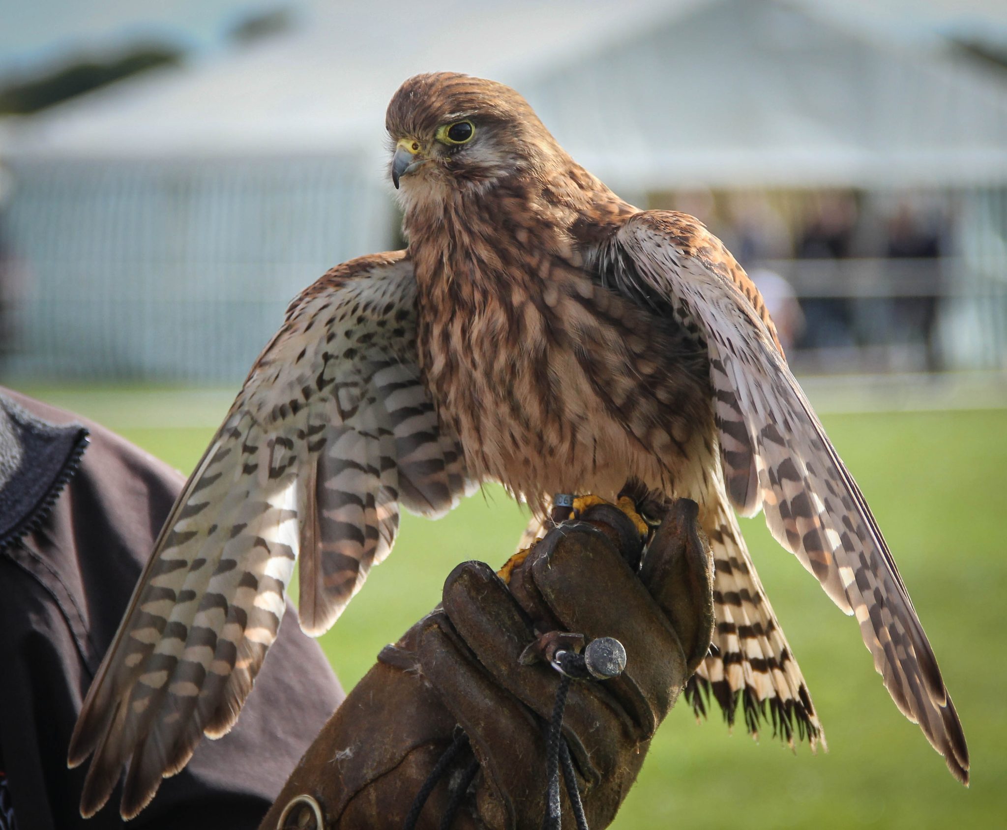 Thame Country Fair 2024 - Thame Hub Thame Hub