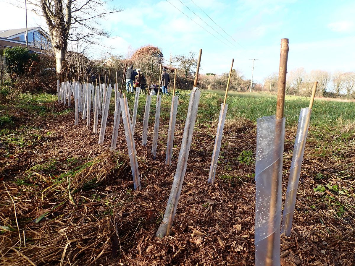 New hedge planting at Nontron Meadows | Thame Hub